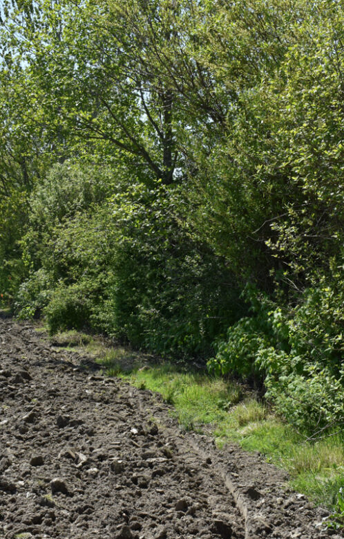 Hedgerow Stewardship Program - DELTA FARMLAND & WILDLIFE TRUST