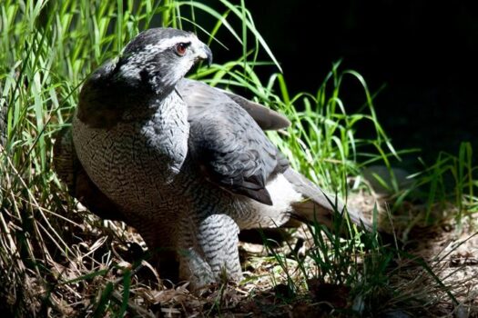 Northern Goshawk - DELTA FARMLAND & WILDLIFE TRUST