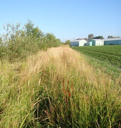 Hedgerow Stewardship Program - DELTA FARMLAND & WILDLIFE TRUST