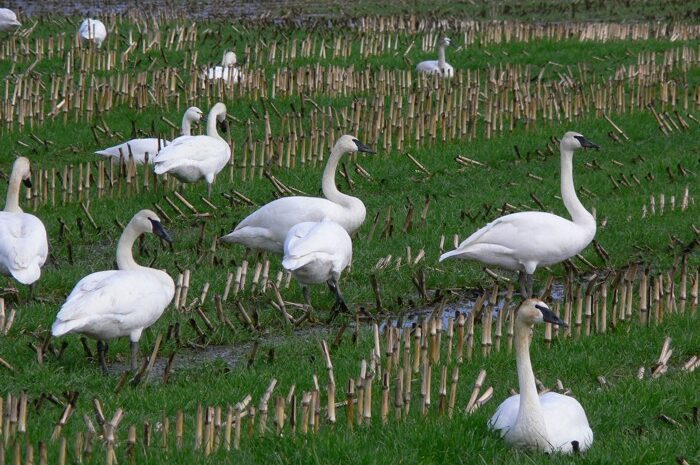 Trumpeter Swan - DELTA FARMLAND & WILDLIFE TRUST