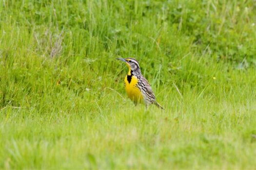 Western Meadowlark - DELTA FARMLAND & WILDLIFE TRUST